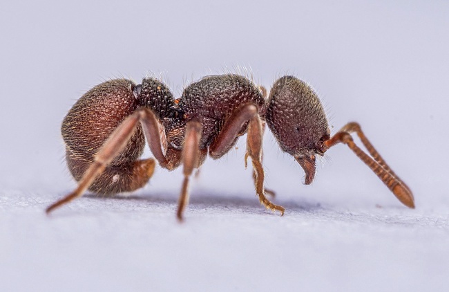 Three rare species of ants discovered in Kerala's Western Ghats