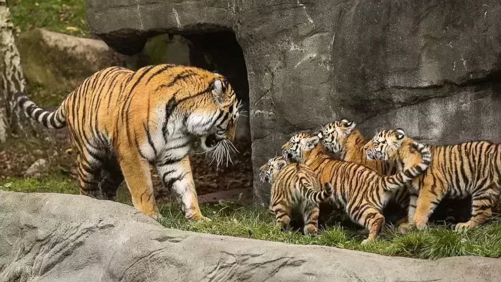 Tigers take personality tests, turns out they have unique personalities