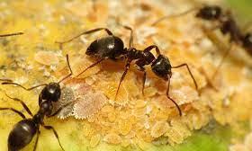 Tapeworm infection extends ant lifespan and alters behavior, says new study