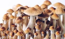 Brain scans explore magic mushrooms and mental health in new study
