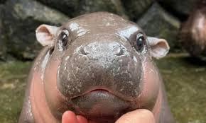Moo Deng: the adorable pygmy hippo captivating netizens