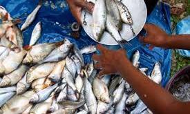 India's fish production surges to 17.5 million tons, becomes the world ...
