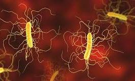 Scientists discover electricity-generating bacteria, may power future ...