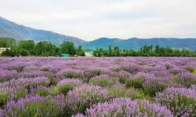 Purple Revolution festival in Kashmir highlights state's transformation